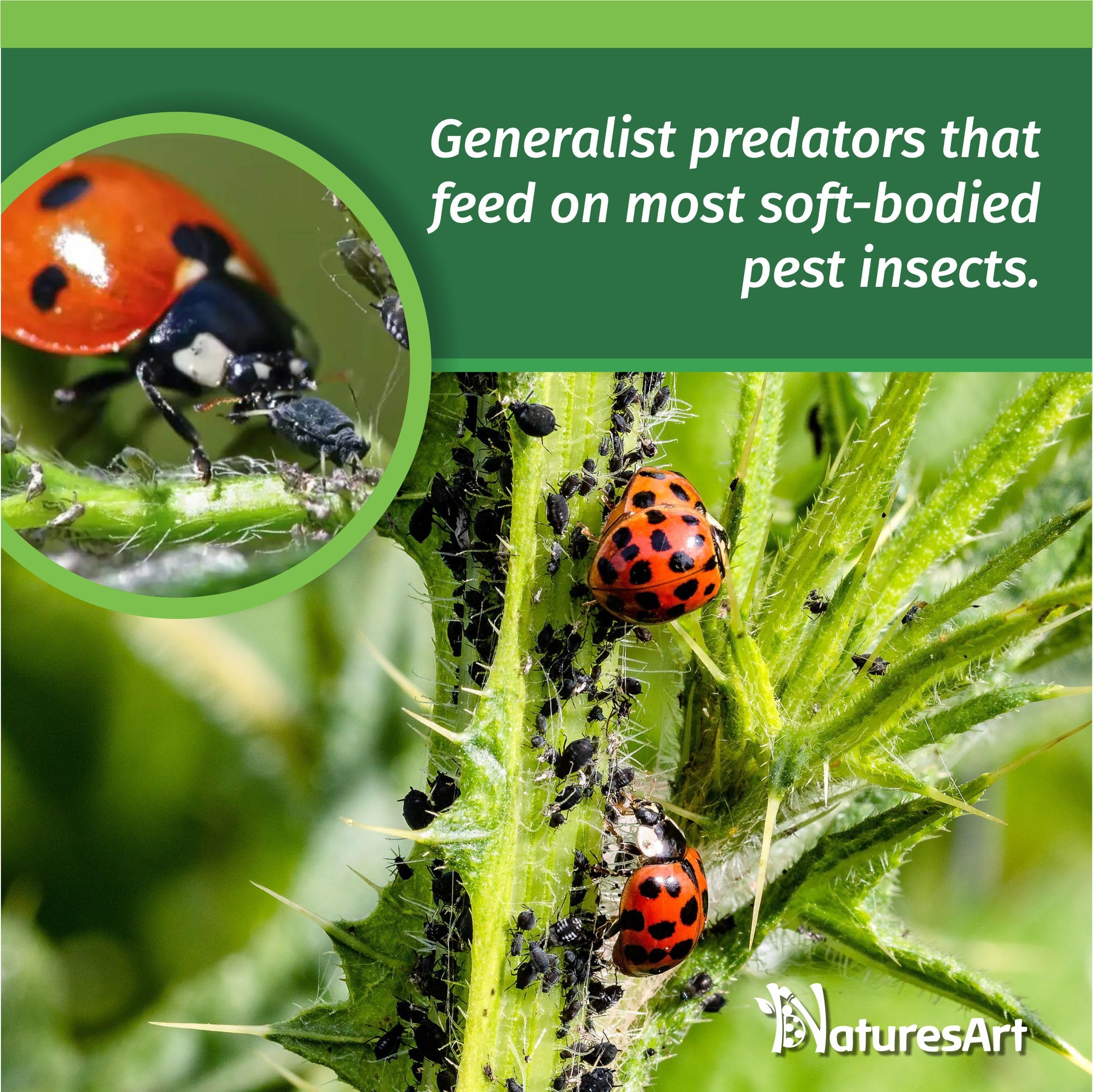 NaturesArt 1500 Live Ladybugs - Good Bugs for Garden - Ladybug - Guaranteed Live Delivery!, orange