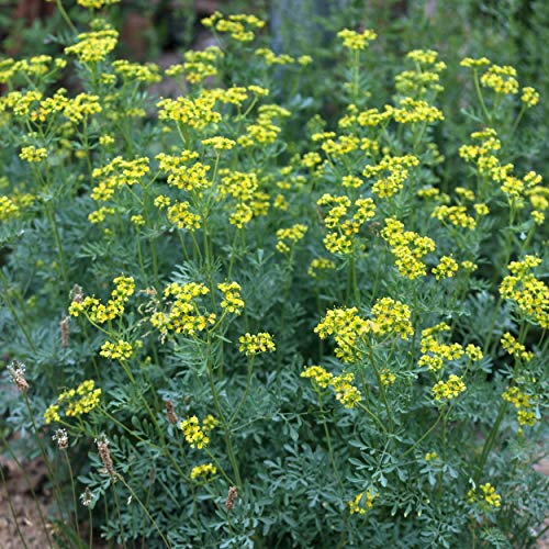 Outsidepride Ruta Graveolens Rue Herb & Flower Garden Plants - 1000 Seeds