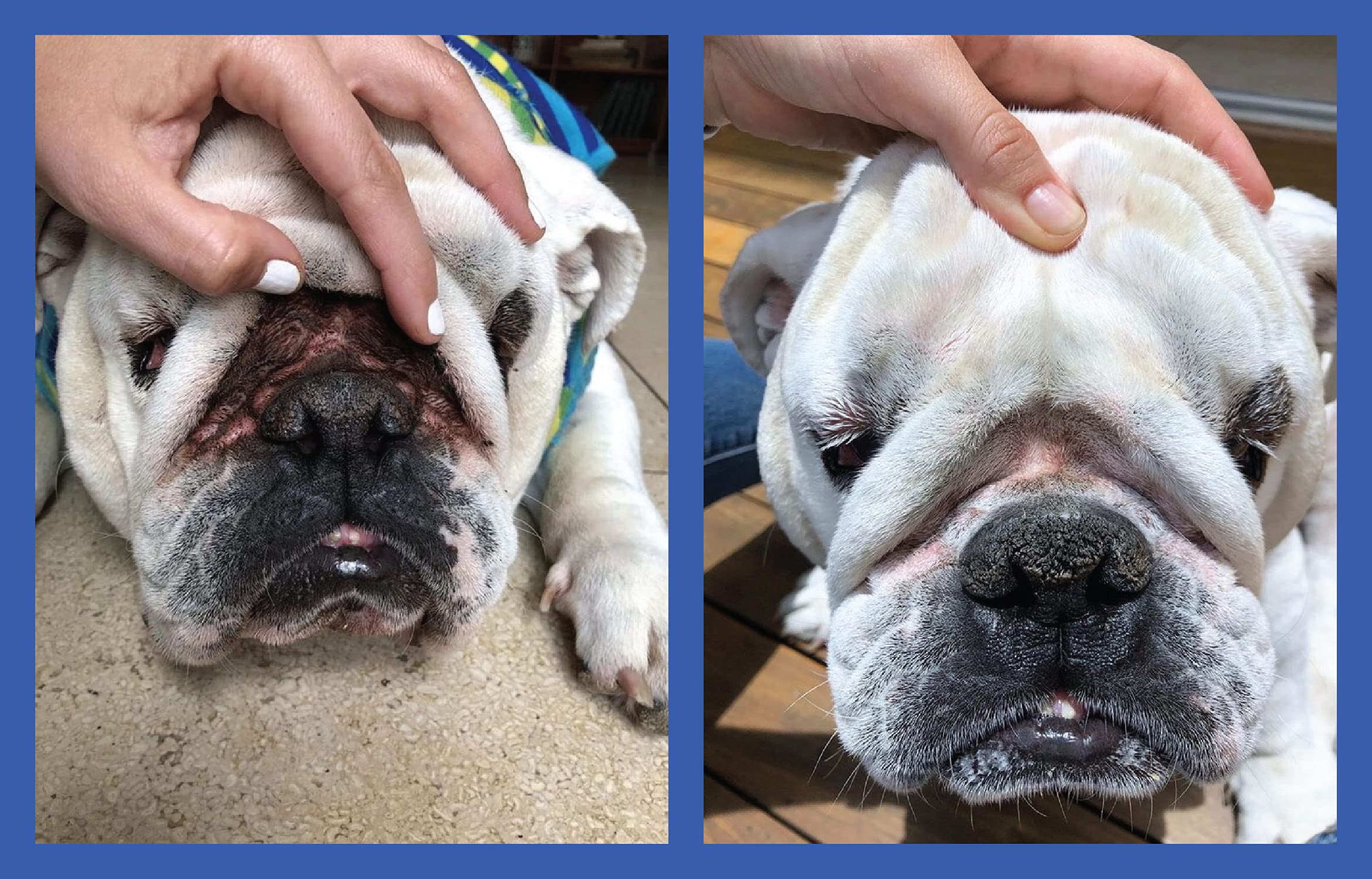 Squishface Wrinkle Paste + Wrinkle Wipes + Nose Balm Bundle - Nose to Tail Clean for Any Dog!