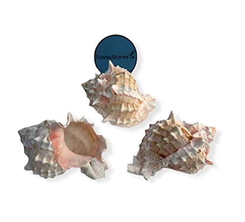 NessaStores - Pink Murex Phyllonotus erythrostomu Hermit Crab Sea Shell 4" - 4 1/2" #JC-042 (2 pcs)