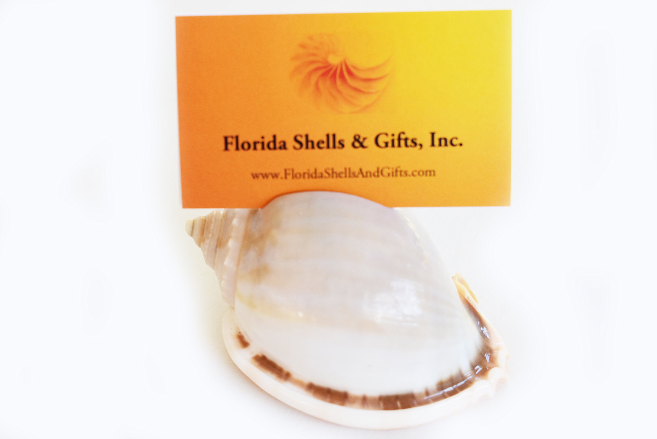 Set of 6 Genuine Seashell Place Card Holders Beach Wedding Favor Nautical Party Decor Sea Shell Table Sets