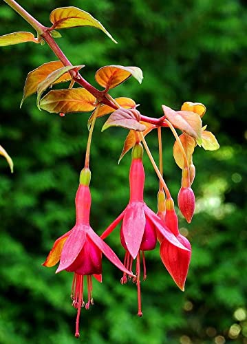 Mixed 100 Seeds Fuchsia Flower Seeds Perennial Home Bonsai