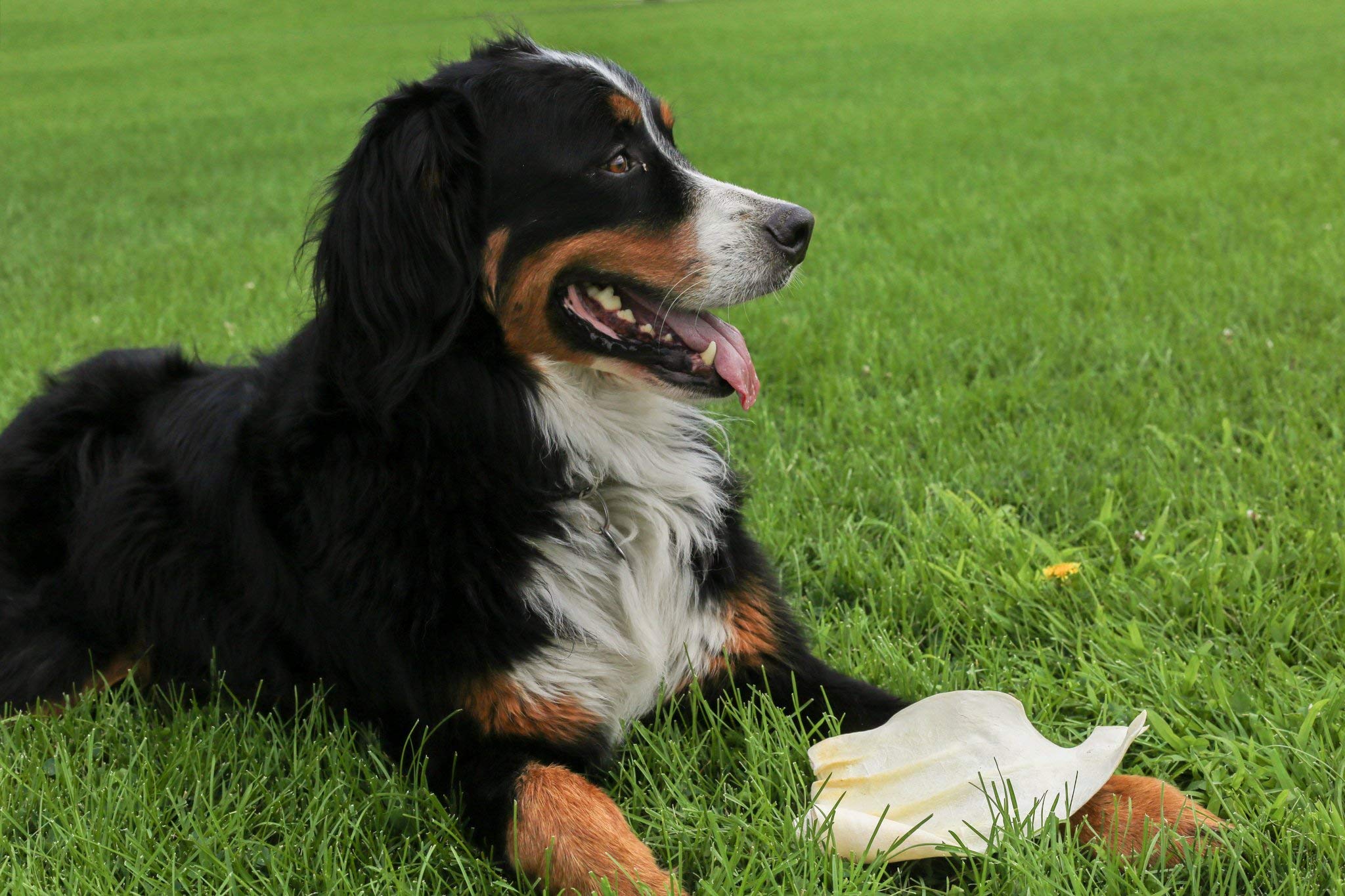 Yummy Dog Chews โ Premium Cow Ears for Dogs โ Long Lasting Pet Chew Treats โ Sourced from Grass Fed Cattle โ Rich Taste & Chewy Texture for All Breeds (6 Ears)