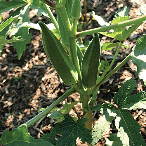 Park Seed Jambalaya Okra Seeds, Includes 30 Seeds in a Pack