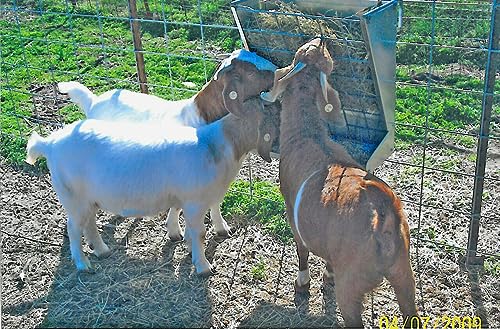 Little Giant Classic Heavy Duty Metal 2 in 1 Goat and Sheep Hay Feeder with Hook Over Design Mounts for Farm Animal and Livestock Feeding