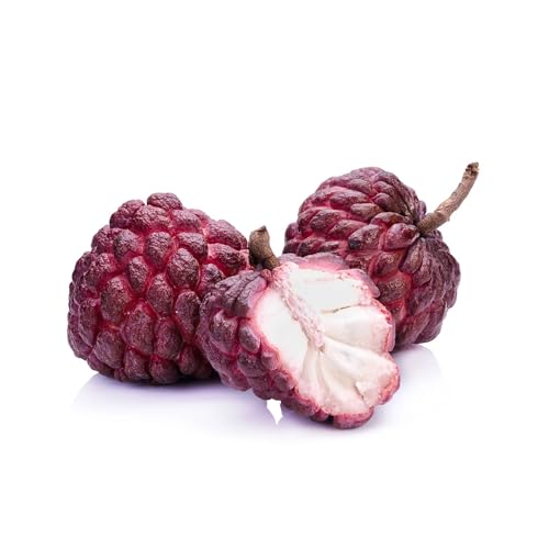 QAUZUY GARDEN 10 Sugar-Apple Seeds, Annona Squamosa Seeds, Custard Apple Seeds, Sweetsops, Grow Your Own Prolific Perennial Tropical Exotic Fruit Tree Plant