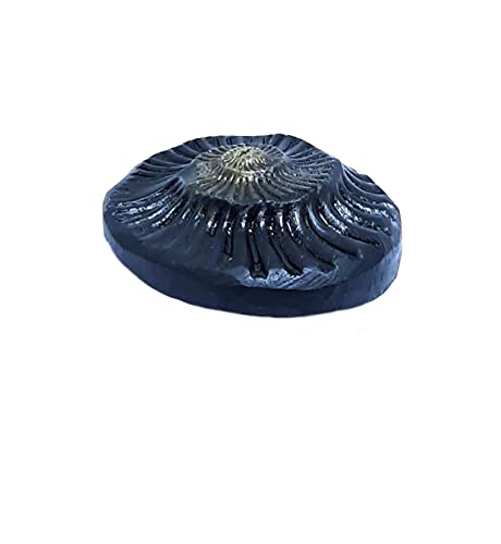Sudarshan Shaligram | Nepal Gandaki River Chakra Saligram (2.5 cm) Orignal Sudarshan Chakra shaligram