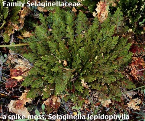 Rose of Jericho Resurrection Fern - Polypodium - Dinosaur Fern/Miracle Air Fern
