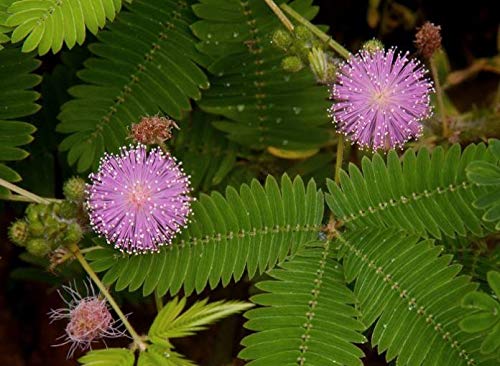 NIKA SEEDS - Flowers Sensitive Plant Pink (Mimosa) - 25 Seeds