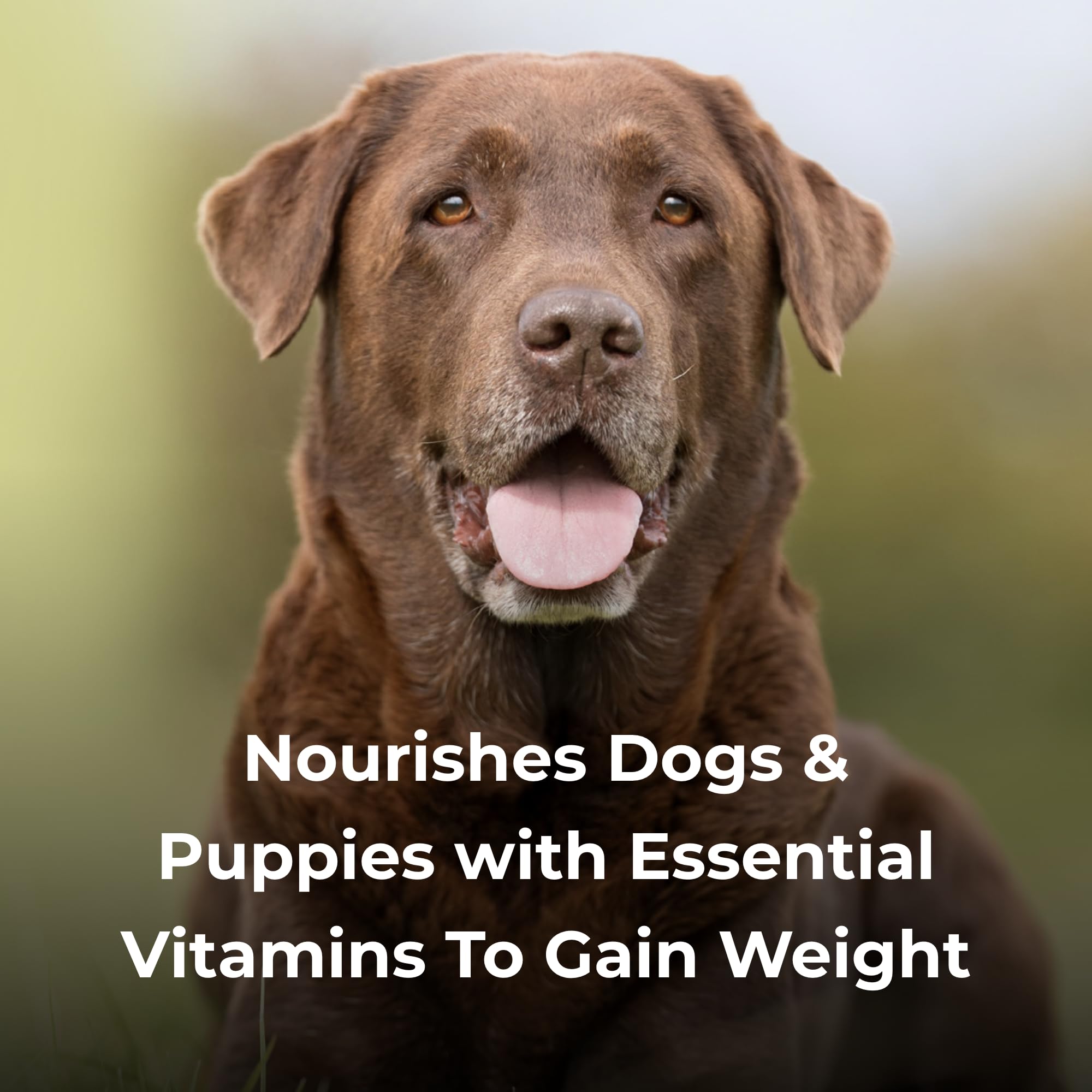 Pet-Ag Dyne High Calorie Liquid Nutritional Supplement for Dogs & Puppies 8 Weeks and Older - 16 oz, Pack of 2 - Supports Performance and Endurance - Sweet Vanilla Flavor