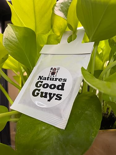 Neoseiulus californicus 25 sachets with 250 Mites