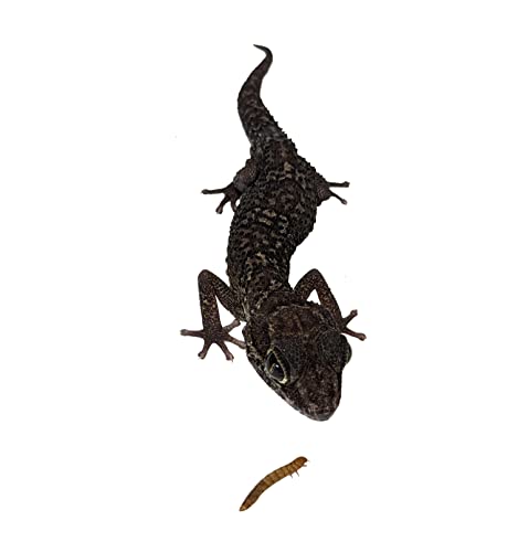 Josh's Frogs Mealworms (250 Count)