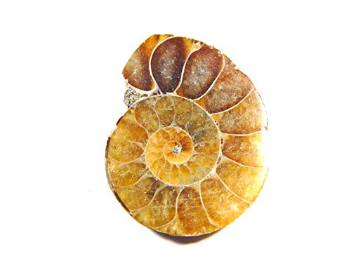 phoenix888 VishvakarmaaSudarshan Shaligram
