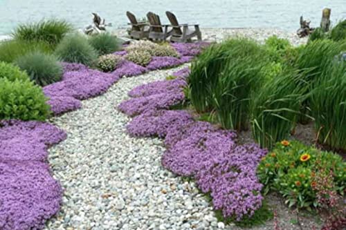 KVITER Solution Creeping Thyme 6000+ Seeds-Walk on Me,Thymus Serpyllum Herb Flower Hardy Ground Cover Seeds, Elfin Thyme Perennial Fragrant Flowers Planting