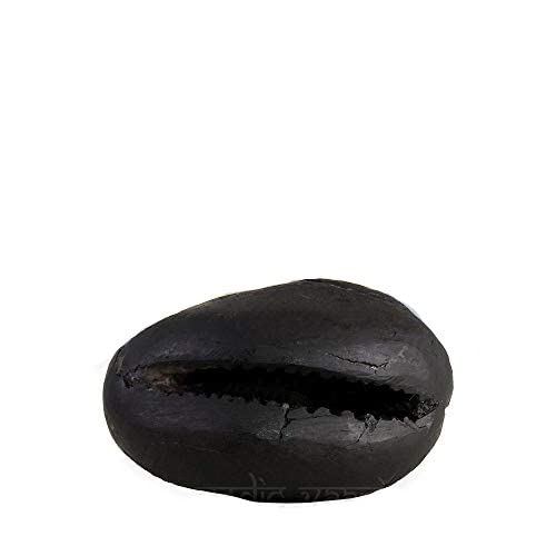 Vedic Vaani Divine Very Rare Hayagriva Vishnu Religious Natural Shaligram Shila/Stone Origin from Nepal Gandaki River, for Bring Wisdom, Prosperity and Success, India