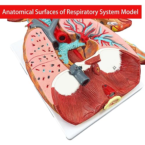 Veipho Human Lung Model, Respiratory System Model with 51 Parts Indication Signs, 7 Removable Parts Life Size Lung Model, Lung Anatomical Model, Includes Heart and Throat & Base and Chart