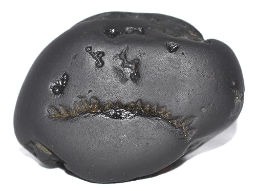 Rudrakshguru Laxmi Narasimha Shaligram - Gandaki River Nepal