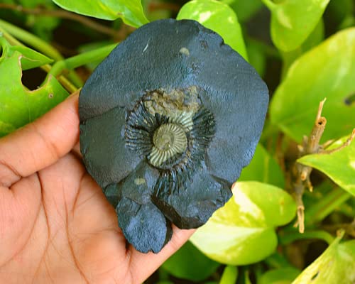 Shiva Lingam Shop 3.5"X3"Shaligram, Religious Gifts, Sudarshan Saligram Stone,Natural Shaligram Fossilized Shell, Iconic Symbol of The God Vishnu -I-6026