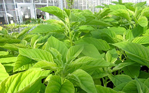 Organic Seeds Amaranth Chinese Spinach Green Edible Vegetable 400+++
