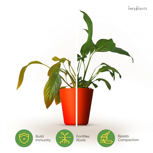 Molly's Aroid Mix - Premium Soilless Chunky Potting Mix for Tropical and Indoor Plants - Contains Orchiata Bark, Coco Chips, Worm Castings, Horticultural Charcoal, Mycorrhizae 10 Dry Quarts (11L)