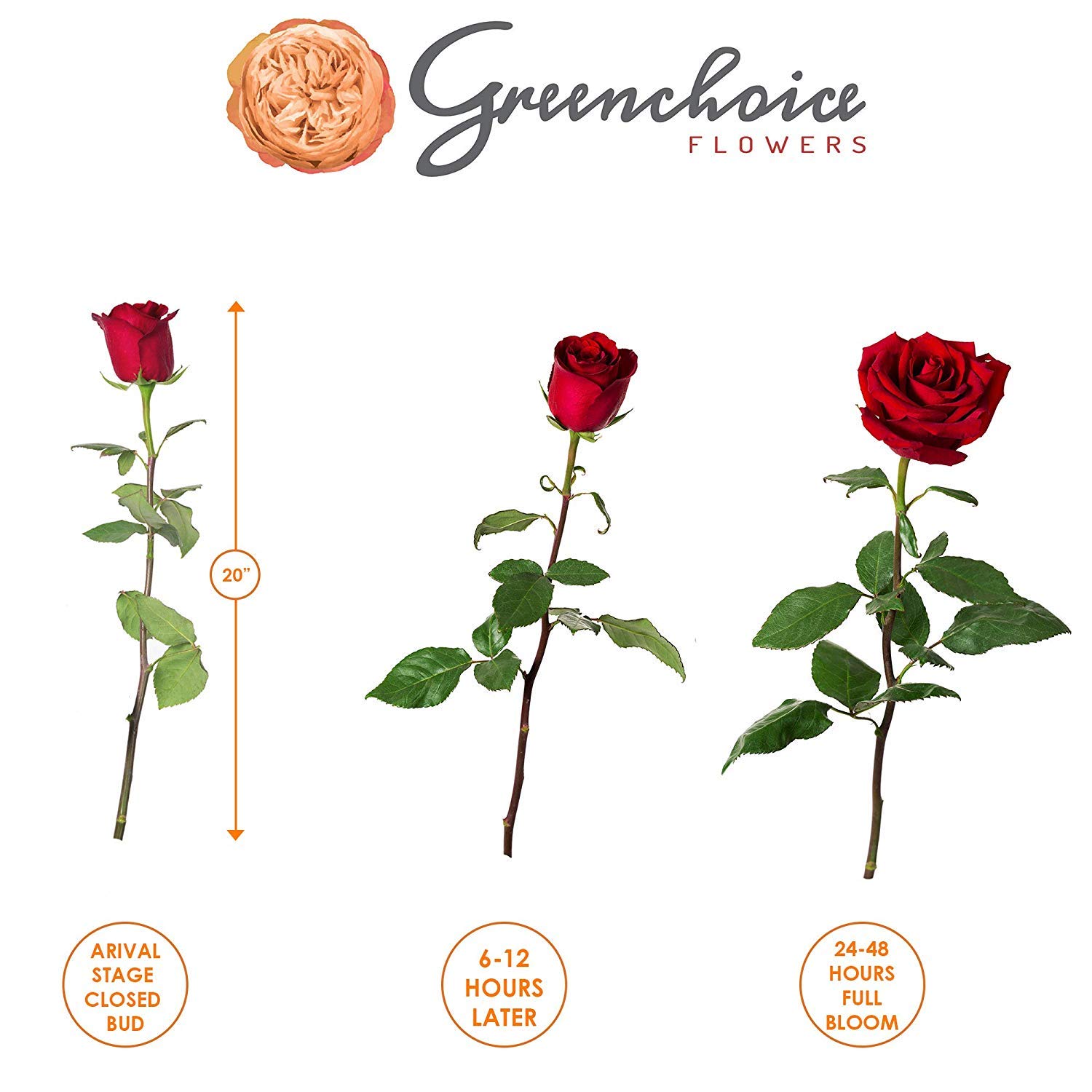 Fresh Cut 24 Red Roses - Fresh from the Farm Red Rose Bouquet – Hand-Selected Long-Lasting, Gift and Home Decor Perfect Fresh Flowers |20" Long Stems No Vase-2 Dozen | Flowers Gift