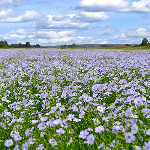 Outsidepride Perennial Linum Perenne Blue Flax Wild Flowers - 5000 Seeds