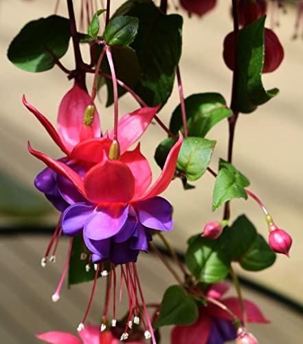 Mixed 100 Seeds Fuchsia Flower Seeds Perennial Home Bonsai