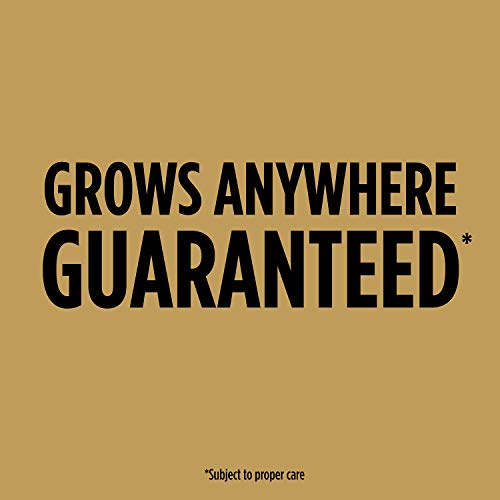 Scotts EZ Seed Dog Spot Repair Tall Fescue Lawns - 2 lb., Combination Mulch, Seed and Soil Amendment Includes Protectant and Tackifier, Neutralizes and Repairs up to 100 Dog Spots