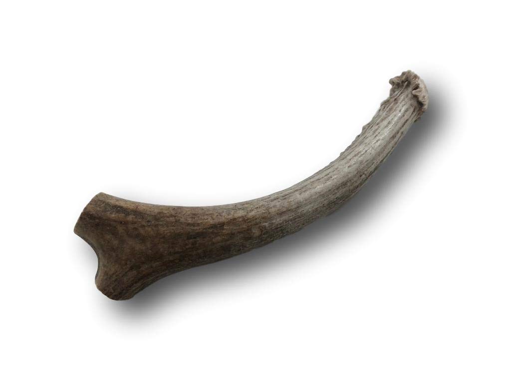 Top Dog Chews Large 6"-9" Long -Antler Dog Chew From Single Antler