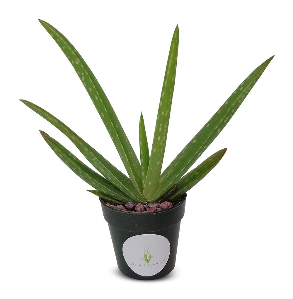 Live Aloe Vera Succulent Aloe Barbadensis Aloe 8"-12" Tall in 3.5" Pot