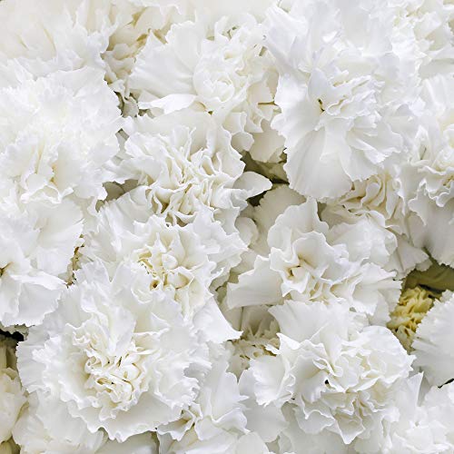 Outsidepride Dianthus Caryophyllus Carnation White Garden Cut Flower Seeds - 1000 Seeds