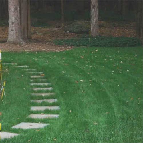 Outsidepride Legacy Fine Fescue Shade Tolerant, Soft, Turf, Lawn Grass Seed Blend - 5 LBS