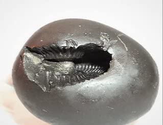 Shaligram Laxmi Narayan Shaligram Rudraksha Guru Narsihma Shaligram Kurma Shaligram
