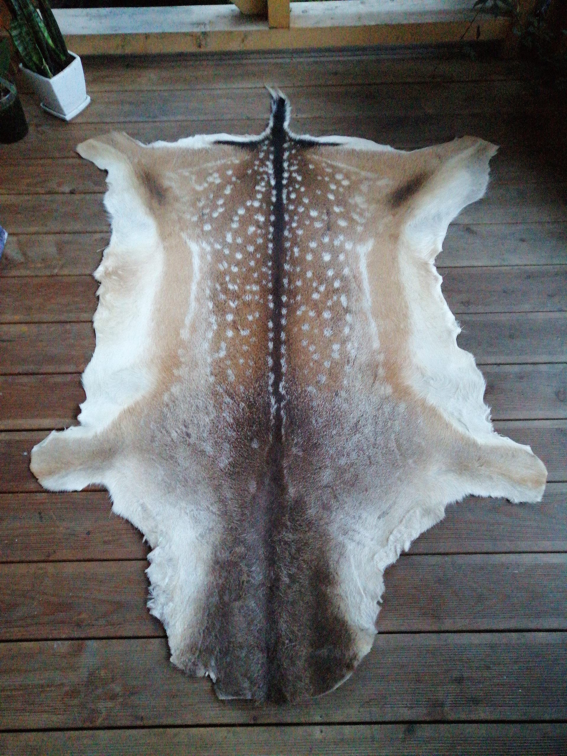 Robert Tartufferie Fallow Deer Skin Fur Hide pelt Rug Taxidermy Hunting Trophy