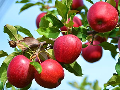 Roselow Crabapple Tree Live Plant 1-2 Feet Tall, Crab Apple Fruits Crabapple Plant Live