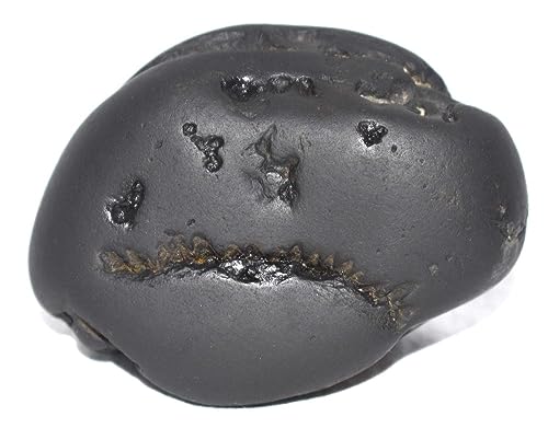 Rudrakshguru Laxmi Narasimha Shaligram - Gandaki River Nepal