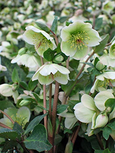 Perennial Farm Marketplace Helleborus x Frostkiss 'Molly's White' (Lenten Rose) Perennial, Size-#1 Container, Cream Flowers