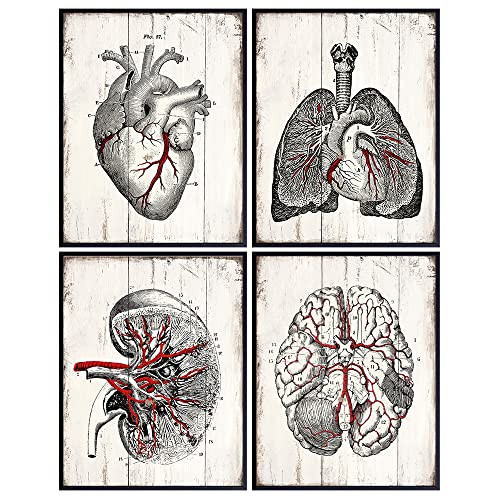 Medical Anatomy - Vintage Human Organs Wall Art Sign Plaque Set - Shabby Chic Photo Pictures Prints for Doctor Clinic, Dr Office - Gift for Nurse, Med Student, Cardiologist, Neurologist - Unframed