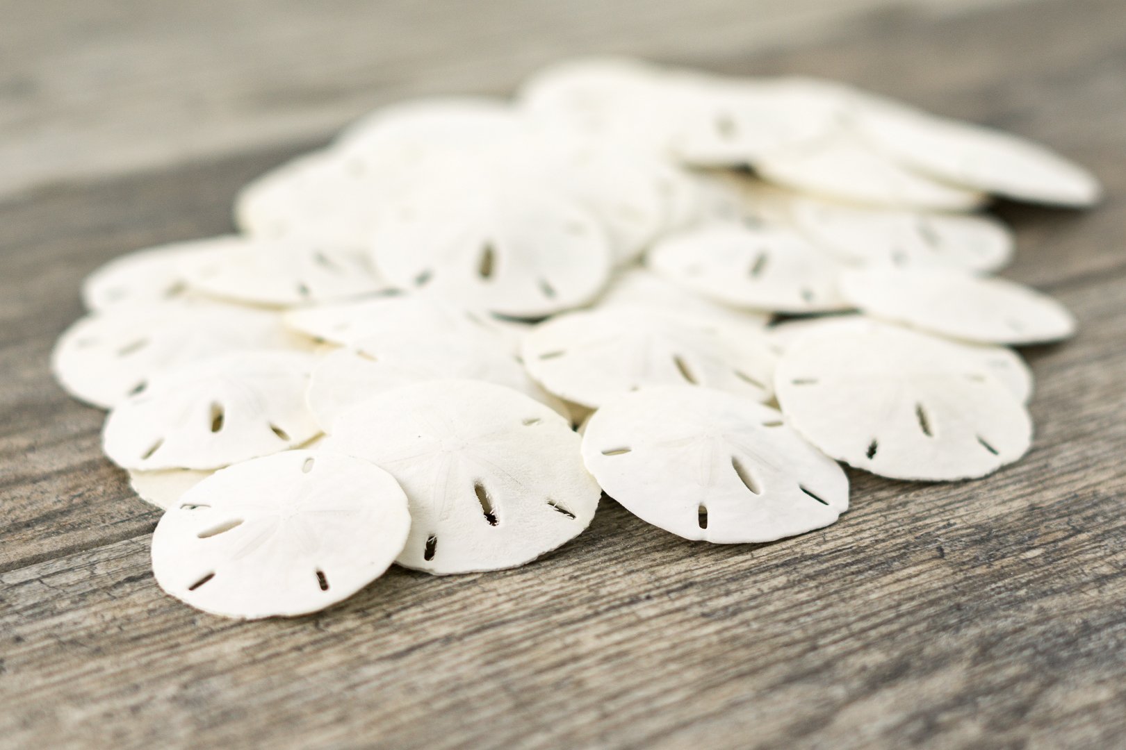 Sand Dollar | Real Sand Dollars 1 1/2" to 2" (Set of 30) | Seashell Wedding | Sand Dollars for Crafts | Plus Free Nautical eBook by Joseph Rains