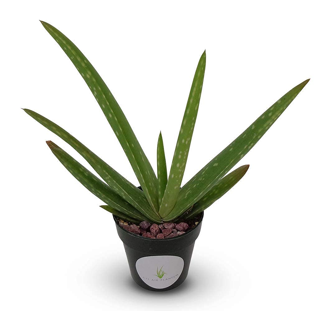 Live Aloe Vera Succulent Aloe Barbadensis Aloe 8"-12" Tall in 3.5" Pot