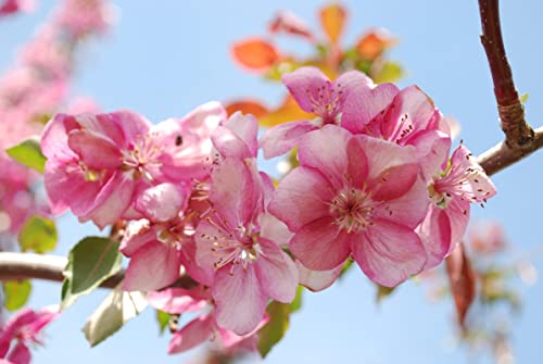 Roselow Crabapple Tree Live Plant 1-2 Feet Tall, Crab Apple Fruits Crabapple Plant Live