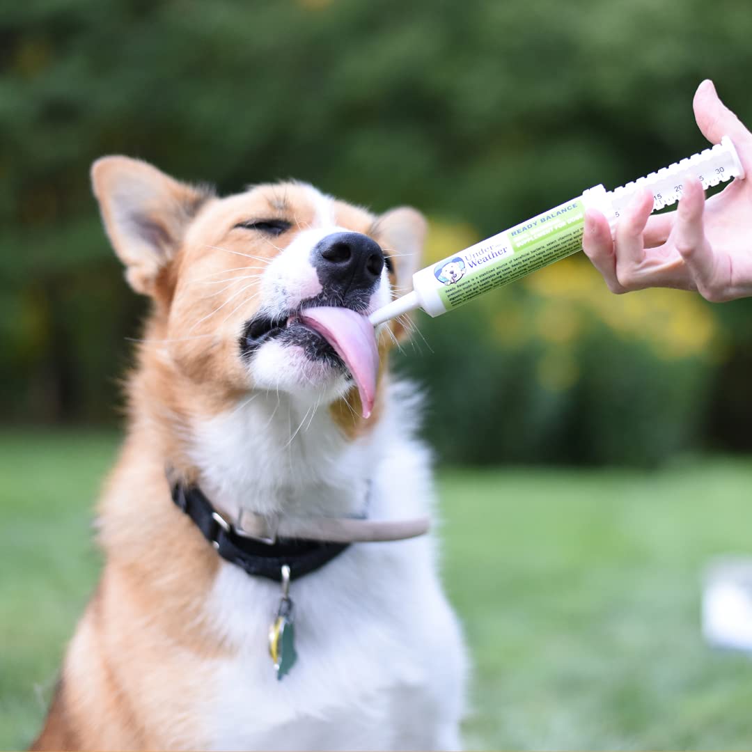 Under the Weather Pet | Ready Balance for Dogs | Oral Probiotic and Prebiotic Gel