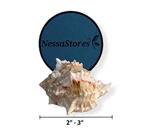 NessaStores - Pink Murex Phyllonotus erythrostomu Hermit Crab Sea Shell 2" - 3" #JC-039 (6 pcs)