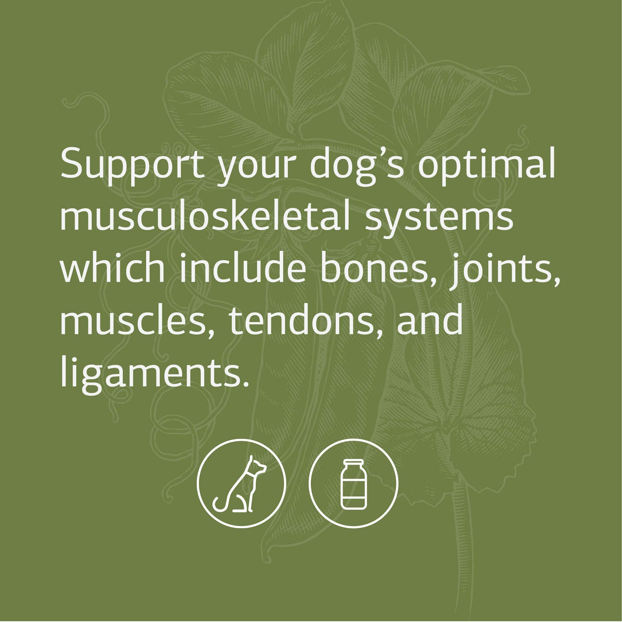 Standard Process Canine Musculoskeletal Support - Bone & Joint Health Formula for Pets - Canine Musculoskeletal Support Supplement - Supplement for Dogs to Aid Joint Comfort & Muscle Health - 120 g