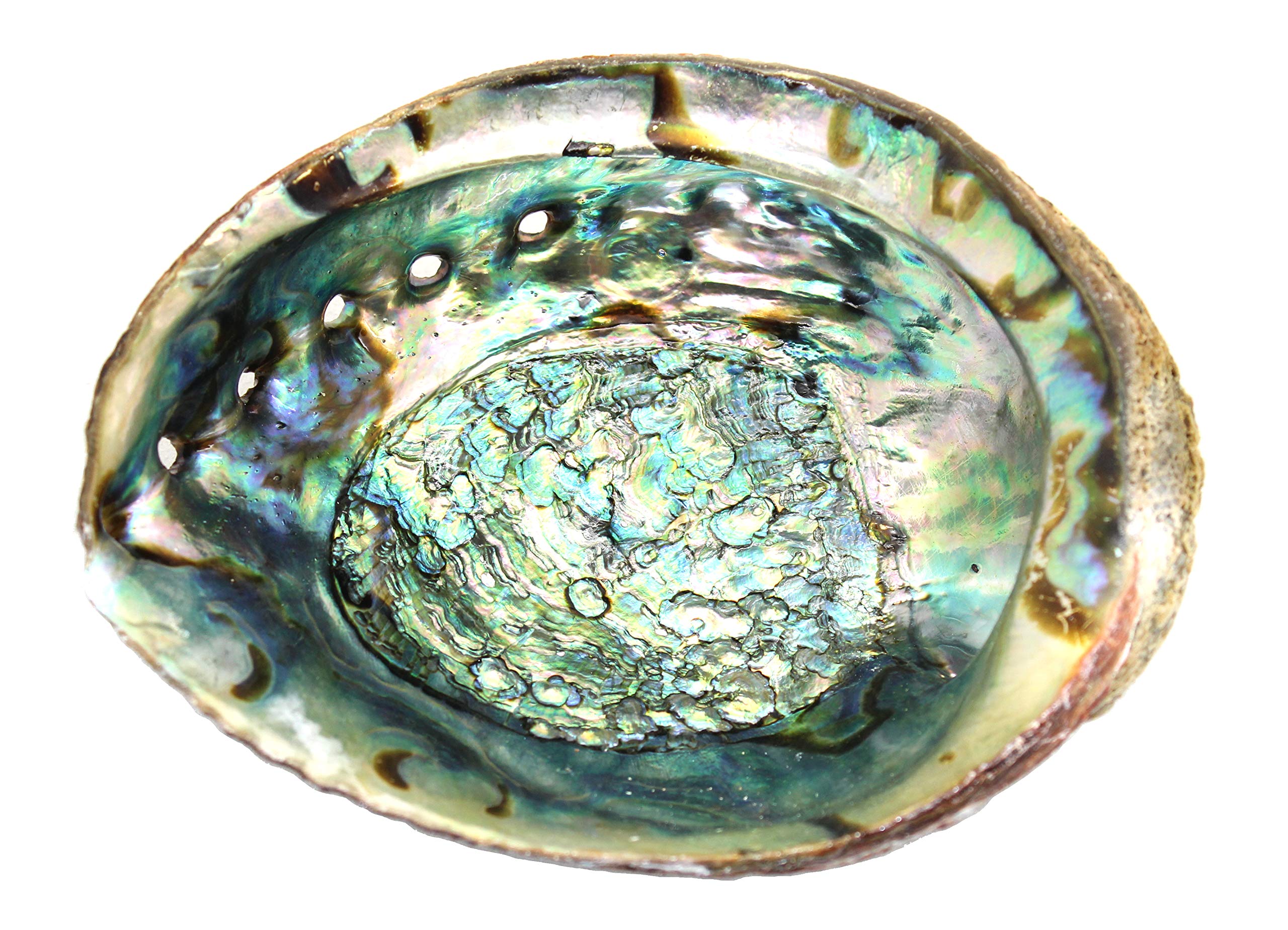Govinda Hand Selected Abalone Shell (7 Inches)