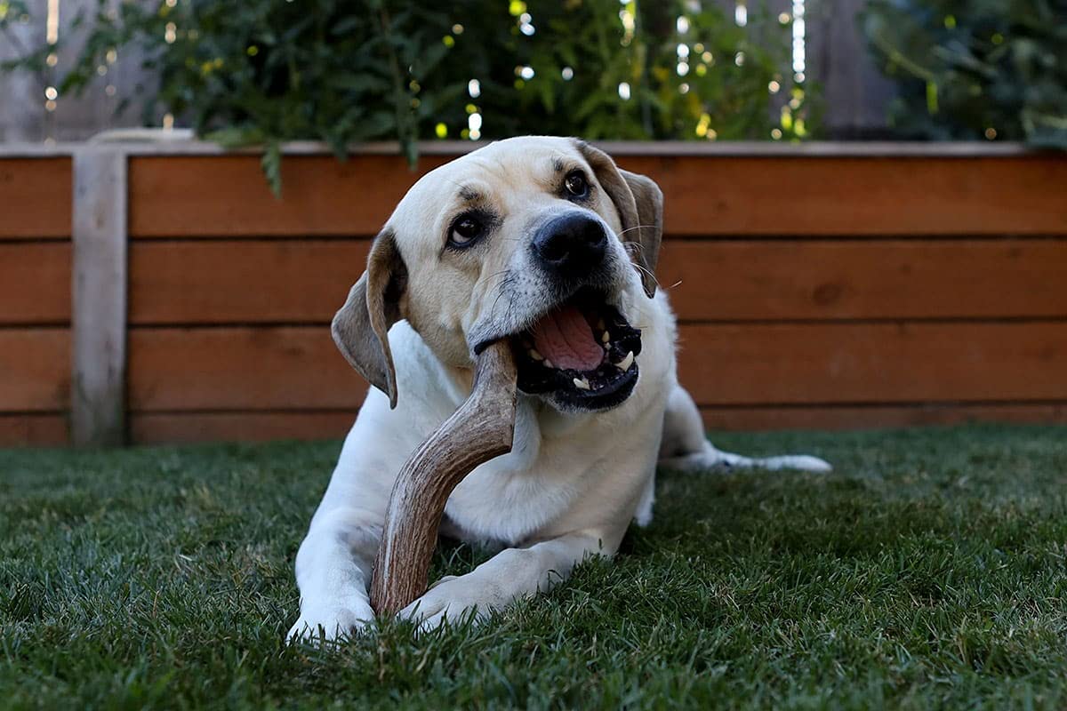Holistic Hound - All Natural Double Extra Large Elk Split Antler for Dogs | North American Sourced | Mess Free | Helps Clean Teeth with Hours of Entertainment | Rich in Nutrients (1 Pack)