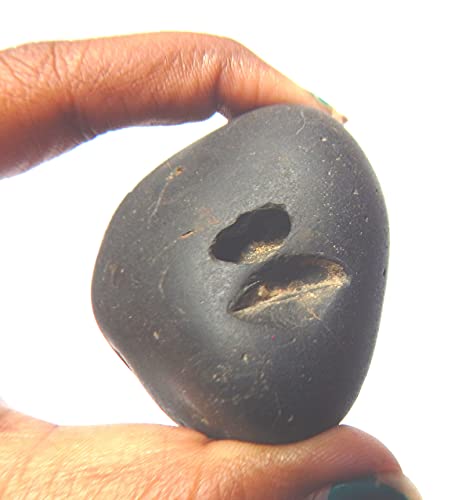 XUETZALCOATL Padmanabha Damodara Shaligram Sudarshan Shaligram 1.5cm - 2.5cm from Kali Gandaki 1 pcs