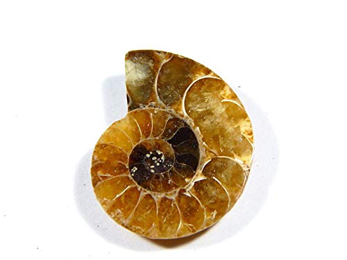 XUETZALCOATL Skandah Sudarshan Shaligram 1.5cm - 2.5cm from Kali Gandaki 1 pcs