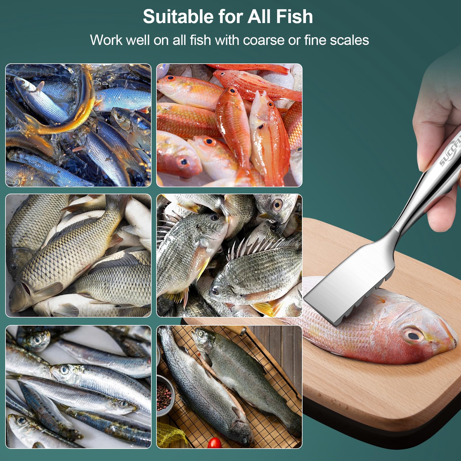 SUCCFLY Fish Scaler Set, Premium Fish Descaler Tool, Stainless Steel Fish Scale Remover with Serrated Sawtooth Ergonomic Handle for Kitchen, Seafood Markets (Fish Scaler + 2 Pack Fish Bone Tweezers)