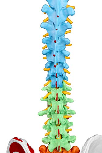 Vision Scientific VAV245 Flexible Spinal Column | 5 Color-Coded | Muscle W Occipital Bone | Sacrum, Coccyx, 24 Vertebrae, Soft Disc | Pelvic Bones & Femur Heads, Arteries, Nerve Endings | W Manual